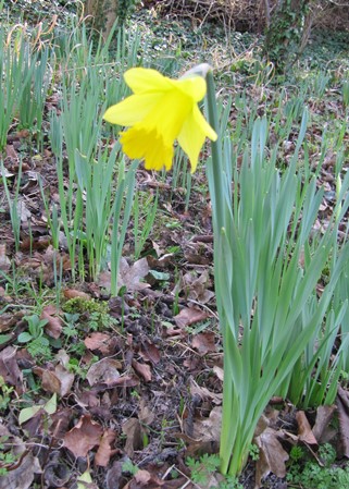 February | WildFlower